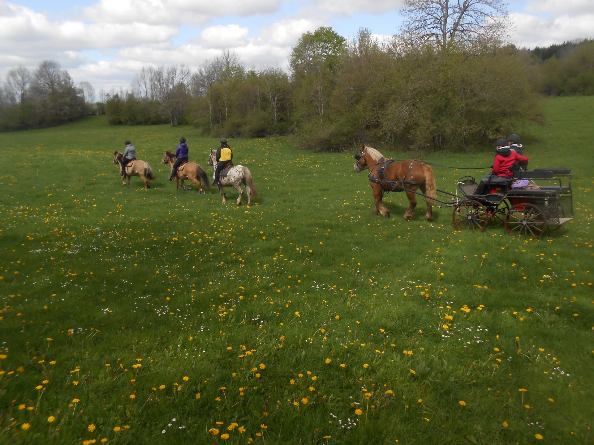 calèche et cheval - Auberge le Sillet